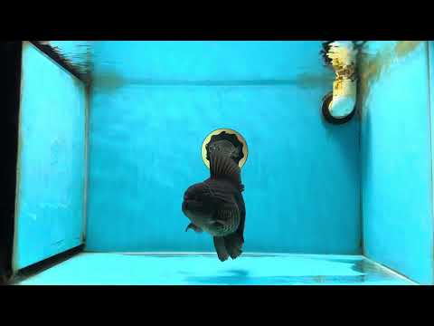 AAA Grade Young Godzilla Black Oranda Male 5.5 inches #050925OR_53 ...