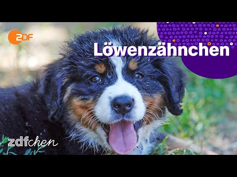 Keks und die Minikekse | LÖWENZÄHNCHEN | ZDFchen