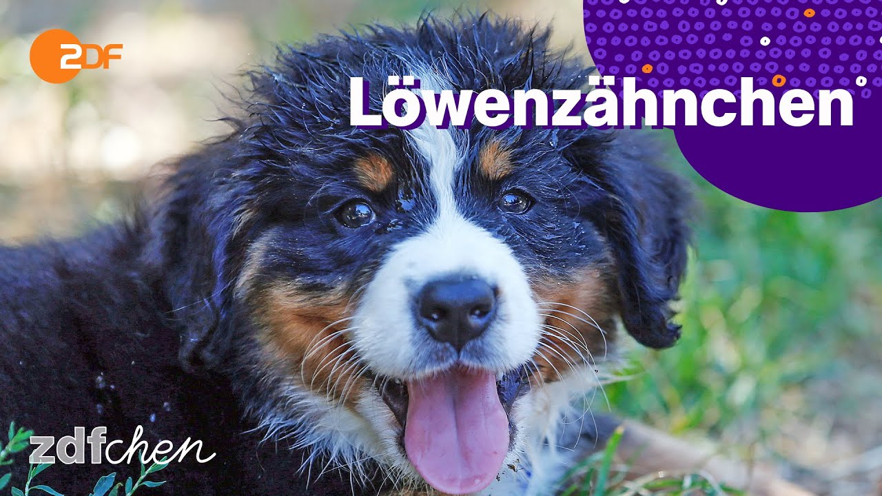 Keks und die Minikekse | LÖWENZÄHNCHEN | ZDFchen - YouTube