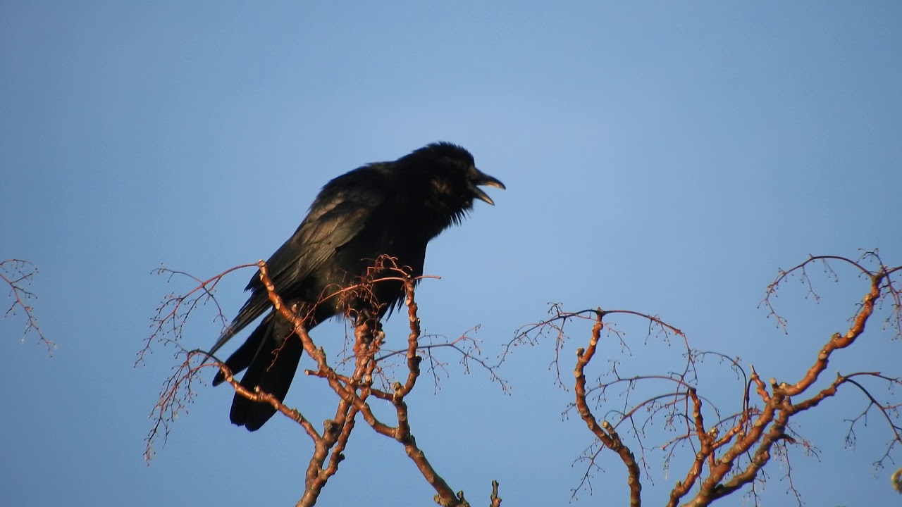 Fish Crow Calling, 12/24/2019 - YouTube