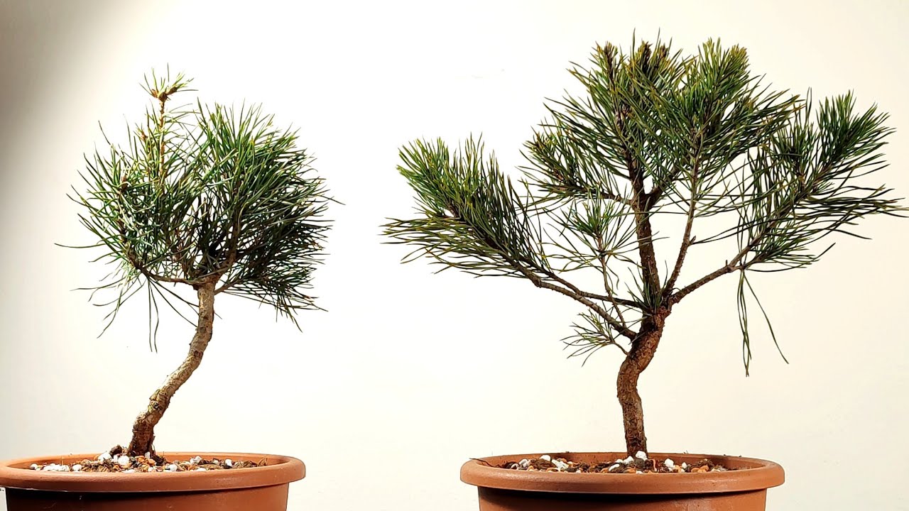 Incepem 2 bonsai - Pinus sylvestris Yamadori - copac recoltat (ep 01 ...
