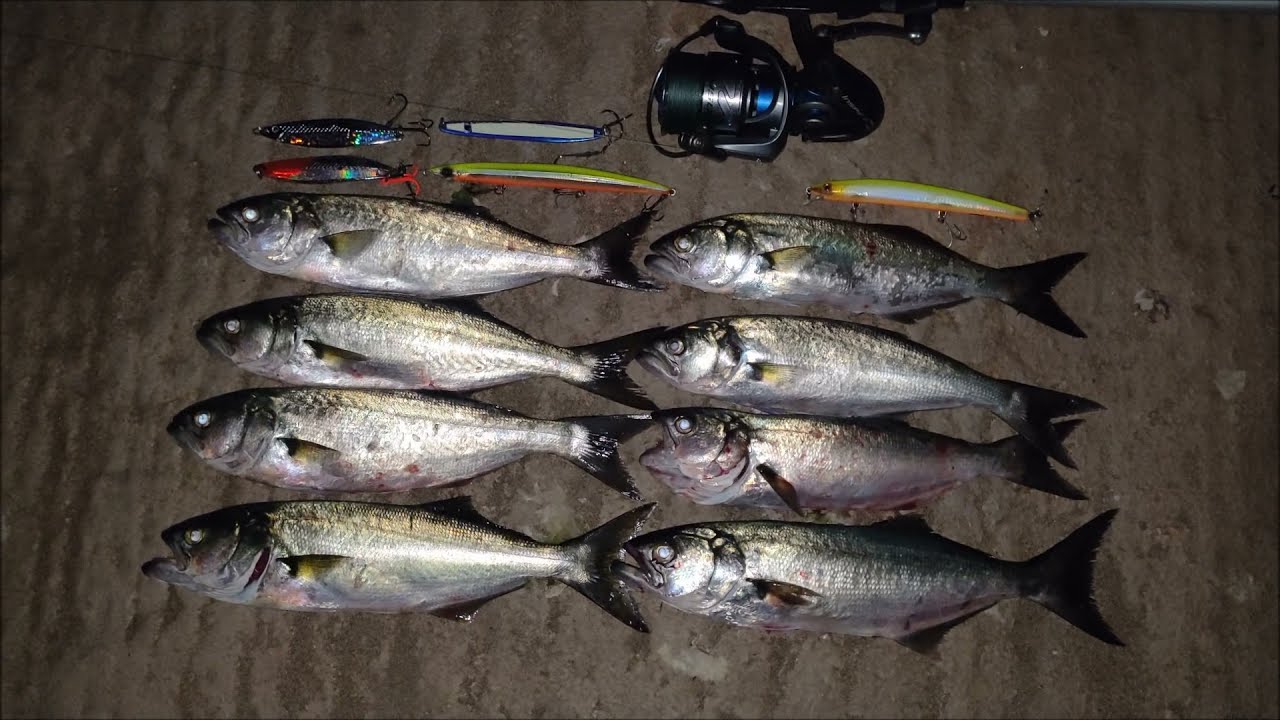 Serhat Emrah Usta - Kerem Ayhan Usta Sarıkanat Lüfer Avı Sinop ...