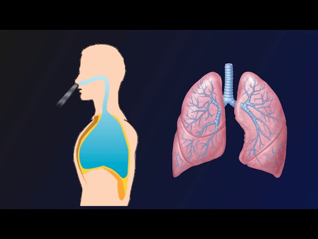Diagram Breathing Mechanism Inhalation Exhalation Answered: Place The