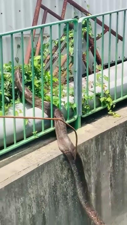 huge python caught in Lamma island | HONG KONG #hongkong #wildanimals # ...