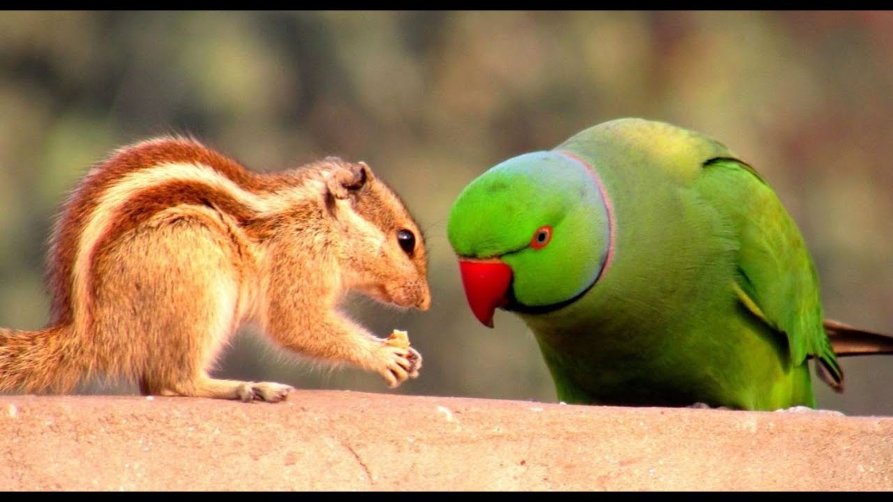 Parrot and Squirrel Fight For Food | Sunflower Seeds | Cute Fight ...