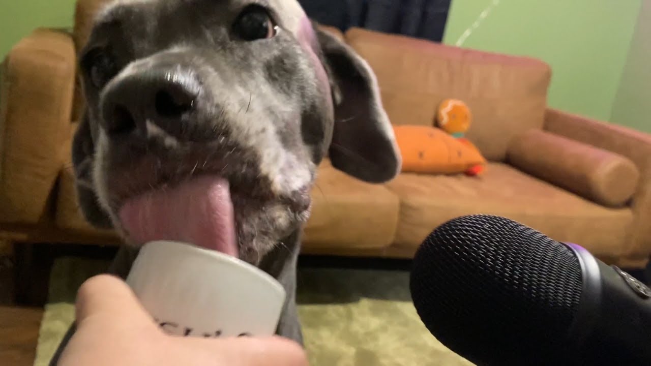 Dog ASMR (Meet My Dogs) - YouTube