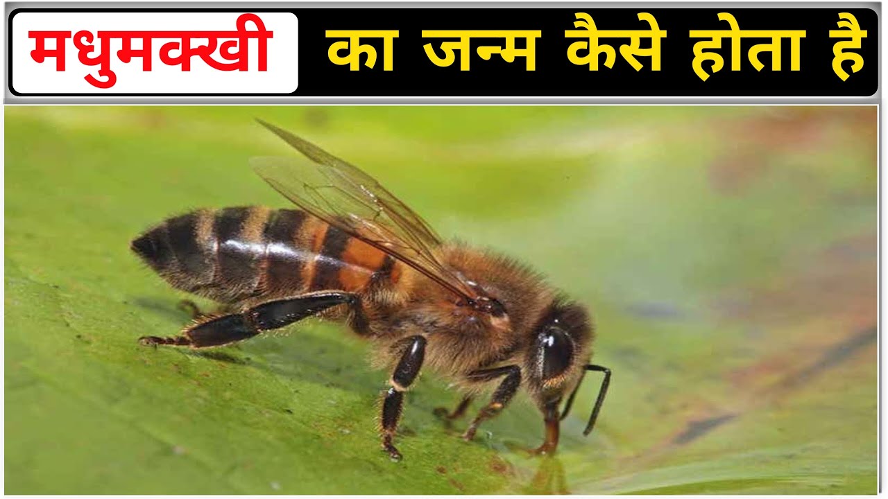 मधुमक्खी का जीवन चक्र | Honey Bee Life Cycle Video | Madhumakkhi ka ...