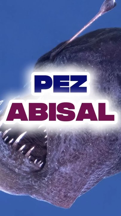 El Pez Abisal (Pez Diablo) ¡Un Pez que vive en las Profundidades muy Increíble! 😮😃 - YouTube