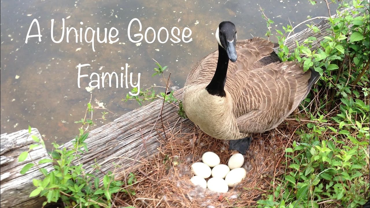 A Unique Goose Family - YouTube