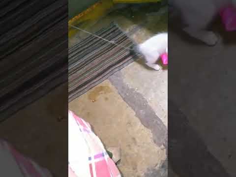 CAT SHOW