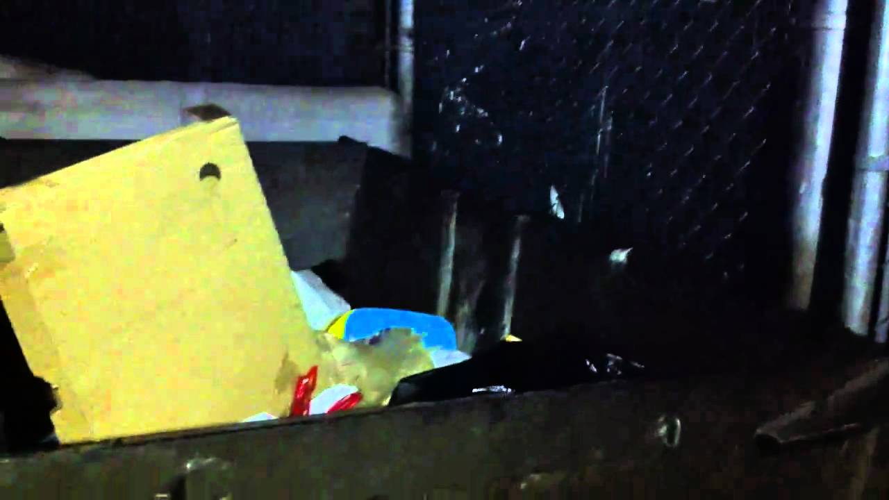 Boston Rat Infestation - YouTube