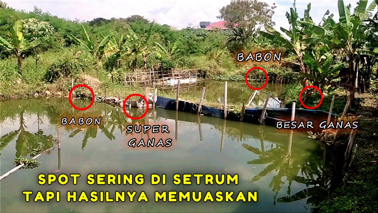 MANCING BELUT² BESAR DIKOLAM LANGGANAN SETRUM - YouTube