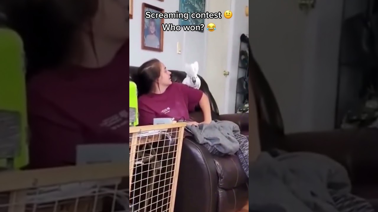 FUNNY SCREAMING CONTEST. WHO WON? PARROT OR THE GIRL? - YouTube