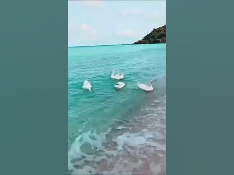 Веселые гуси в море| приглашаю гусей поплавать в море | Тайский гусь ...
