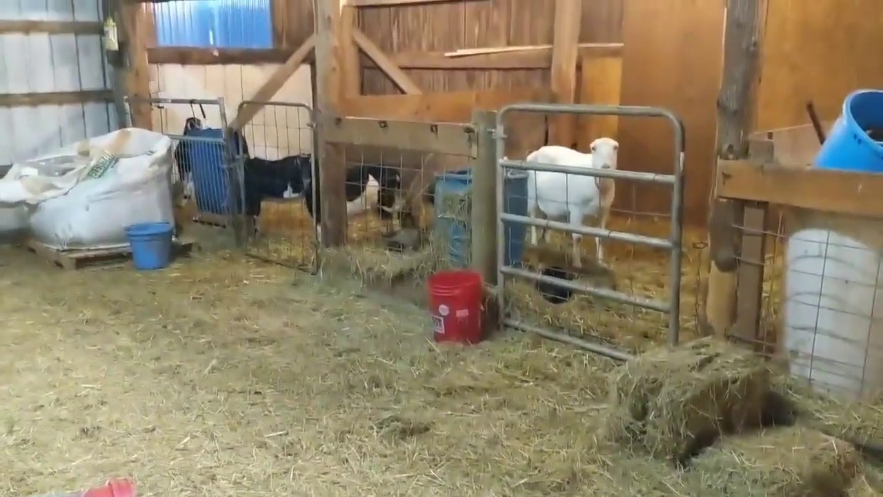 Meet the Animals at Fair Cow's Path Farm - YouTube