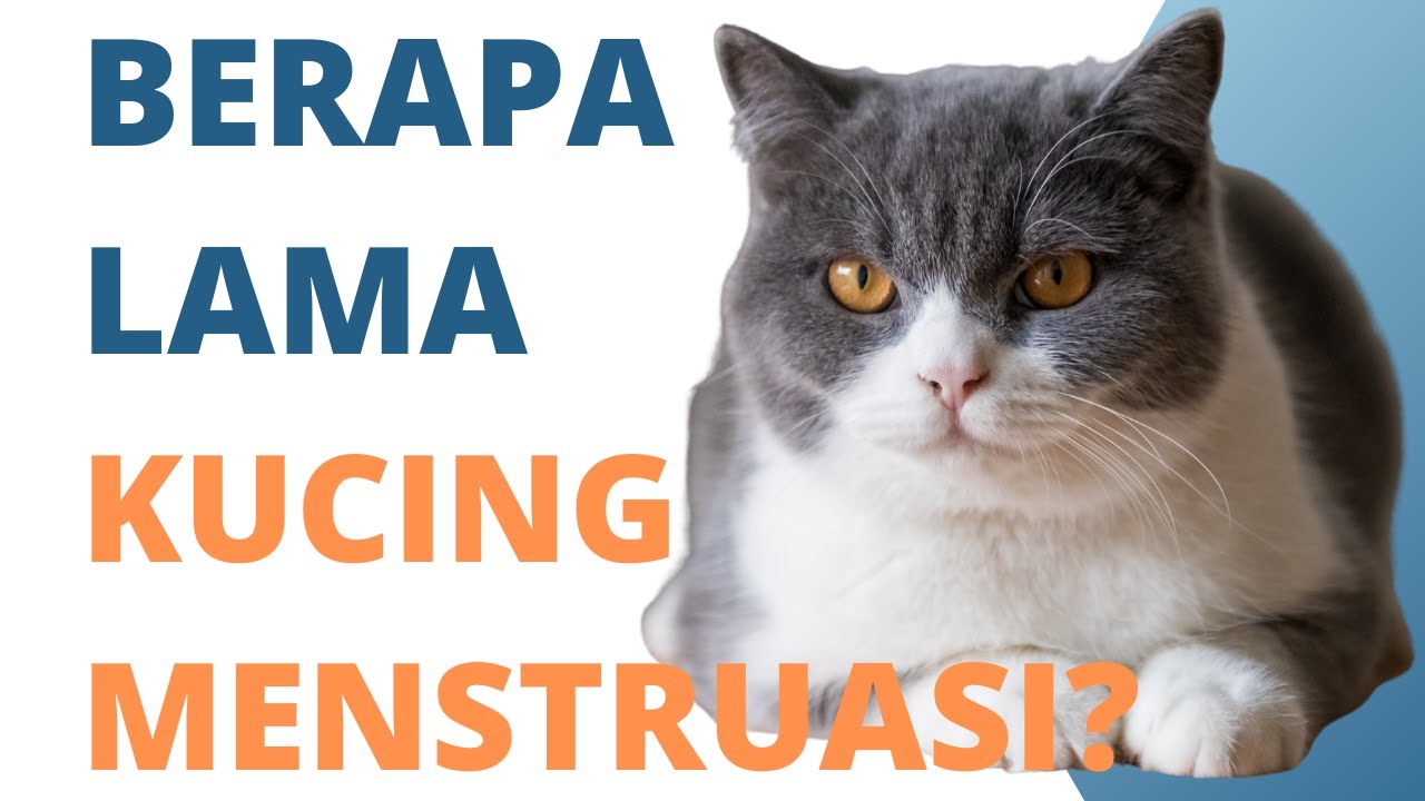 Berapa Lama Kucing Menstruasi? - YouTube