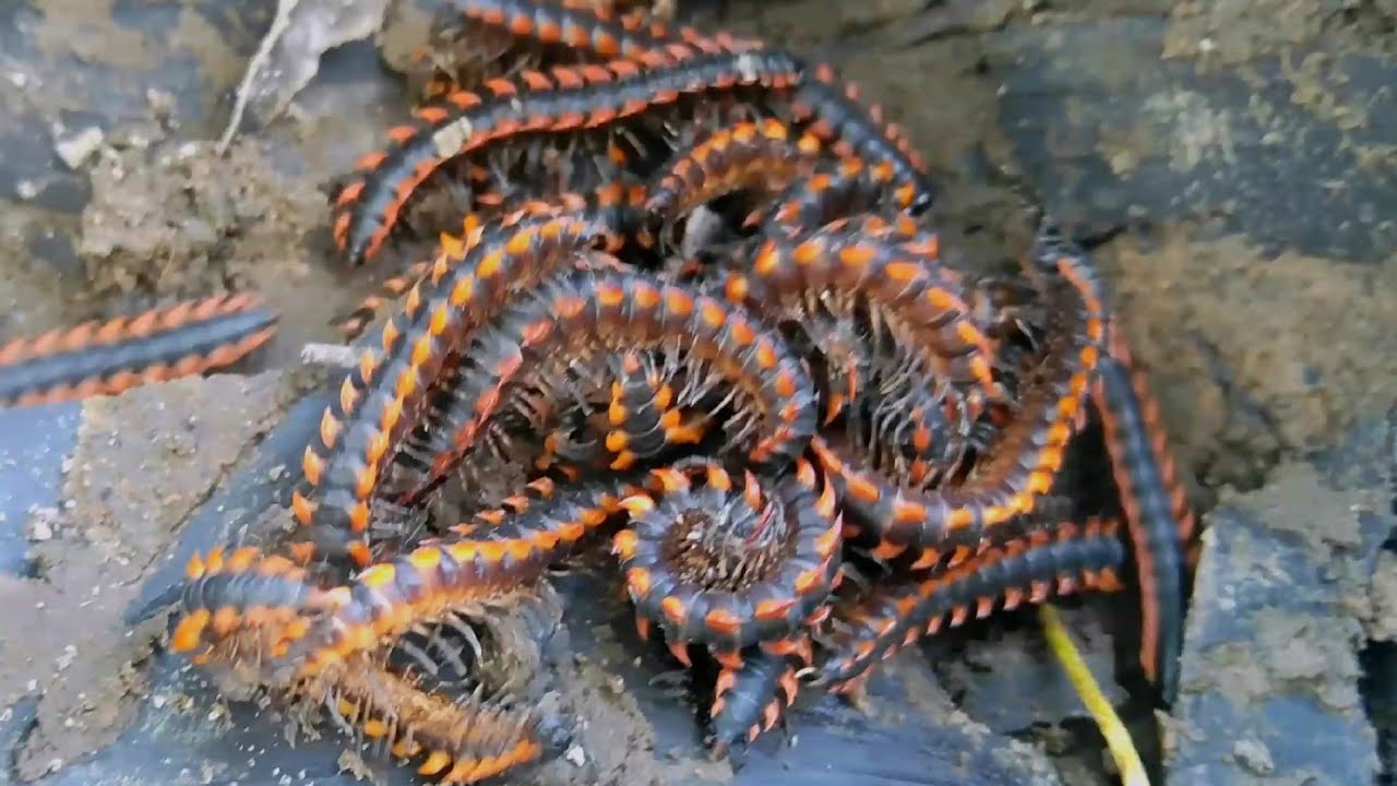 0018. Happy hunting red millipedes. - YouTube