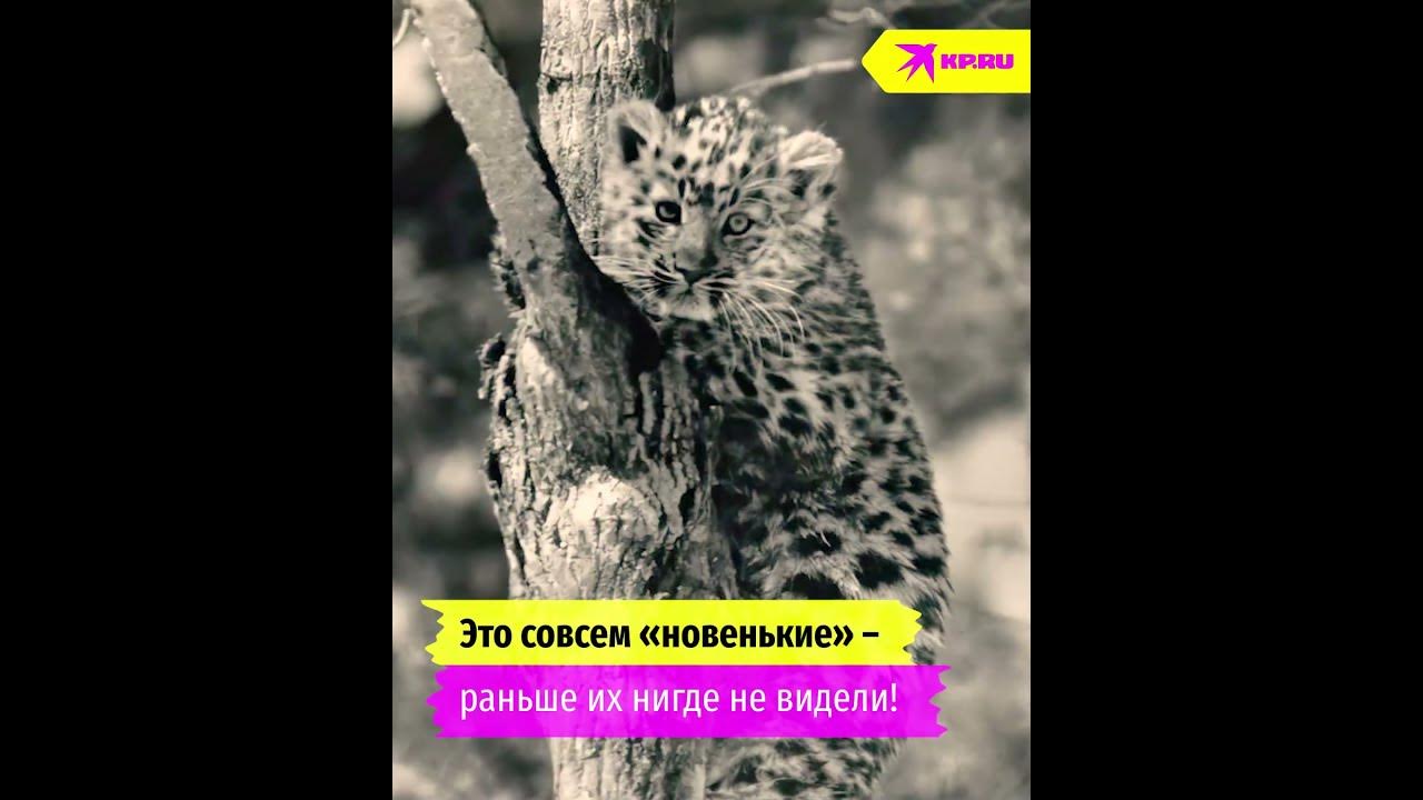 Они размножаются семья леопардов вышла на дорогу в Приморье Youtube