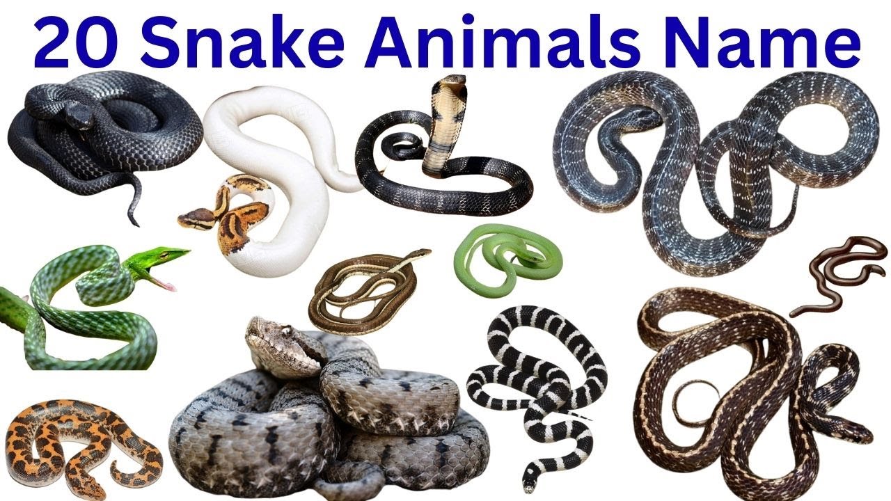 20 Snake Names for Kids . सांपों के नाम | Snakes Name with pictures ...