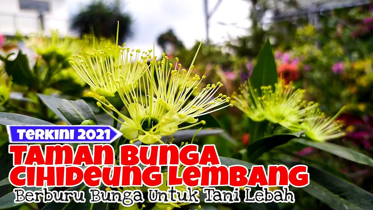 Taman Bunga Cihideung Lembang Terkini 2021 - YouTube