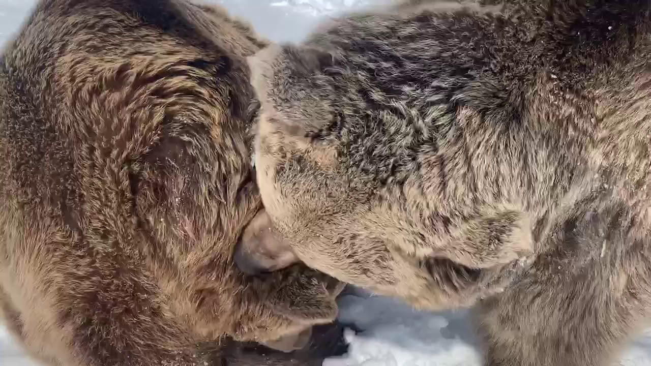 Such a GREAT bear play video, you’ll love this one.... - YouTube