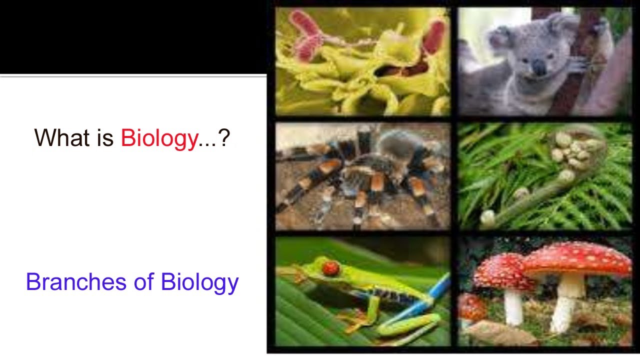 Biology And Branches Of Biology In Urdu hindi Online Education YouTube Biology And Branches Of Biology In Urdu hindi Online Education YouTube