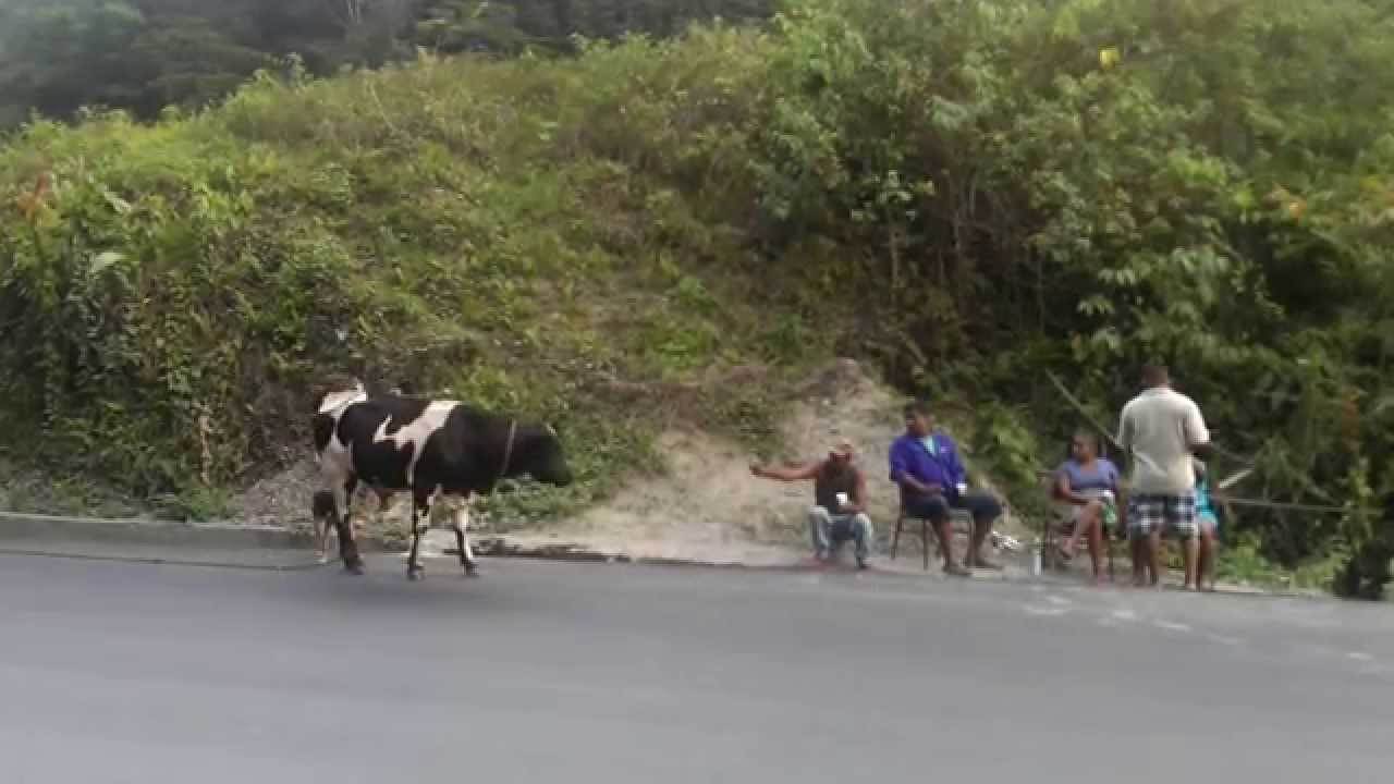 Cow, Dog & Dougla- Film Locations Trinidad and Tobago - YouTube