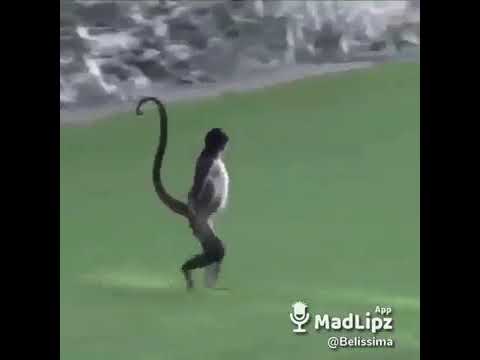 Macaquinho/2 meme😂 - YouTube