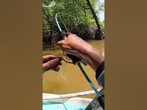 Umpan baru jatuh langsung di sambar aja #umpanjitu #uimpanpancing #mancing #fishingvideo - YouTube