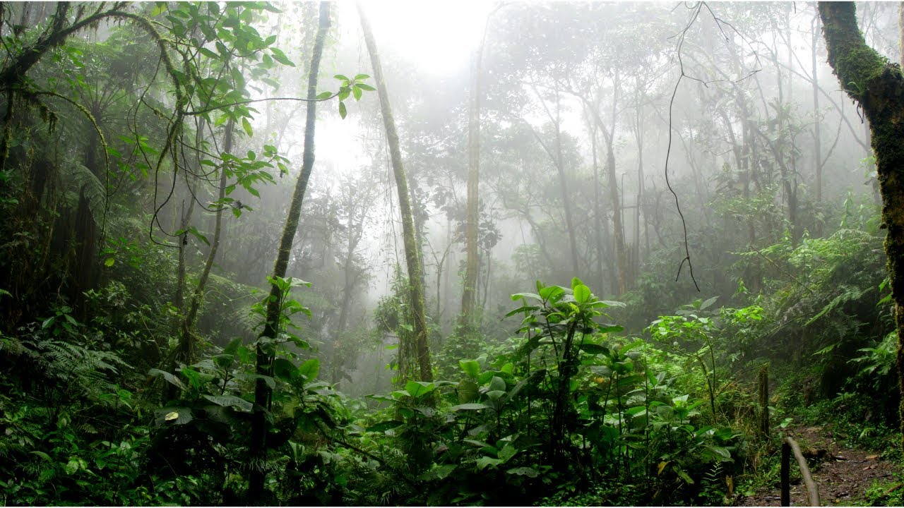 Amazon Rainforest Meditation: Soothing Sounds of Nature to Calm Your ...