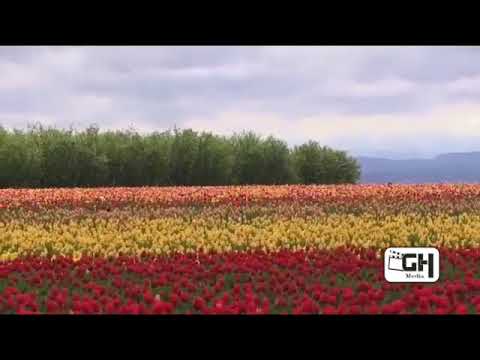 Müzik * Bahar❤ * .. Arap romantik müzik⚡ çok çok güzel💯
