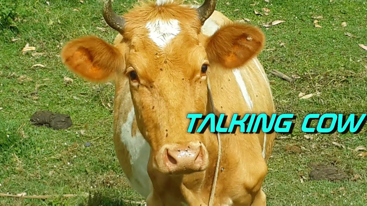 TALKING COW - YouTube