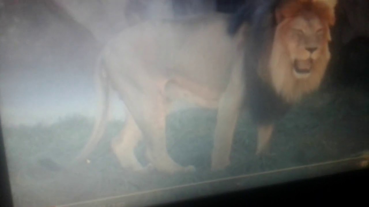 The Lion King 2 Simba s. Pride Simba confronts. Kovu HD. - YouTube