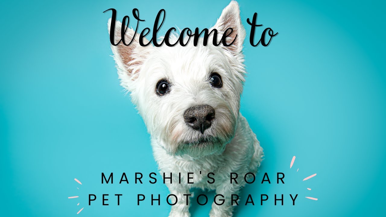 Welcome to Marshie's Roar Pet Photography - YouTube