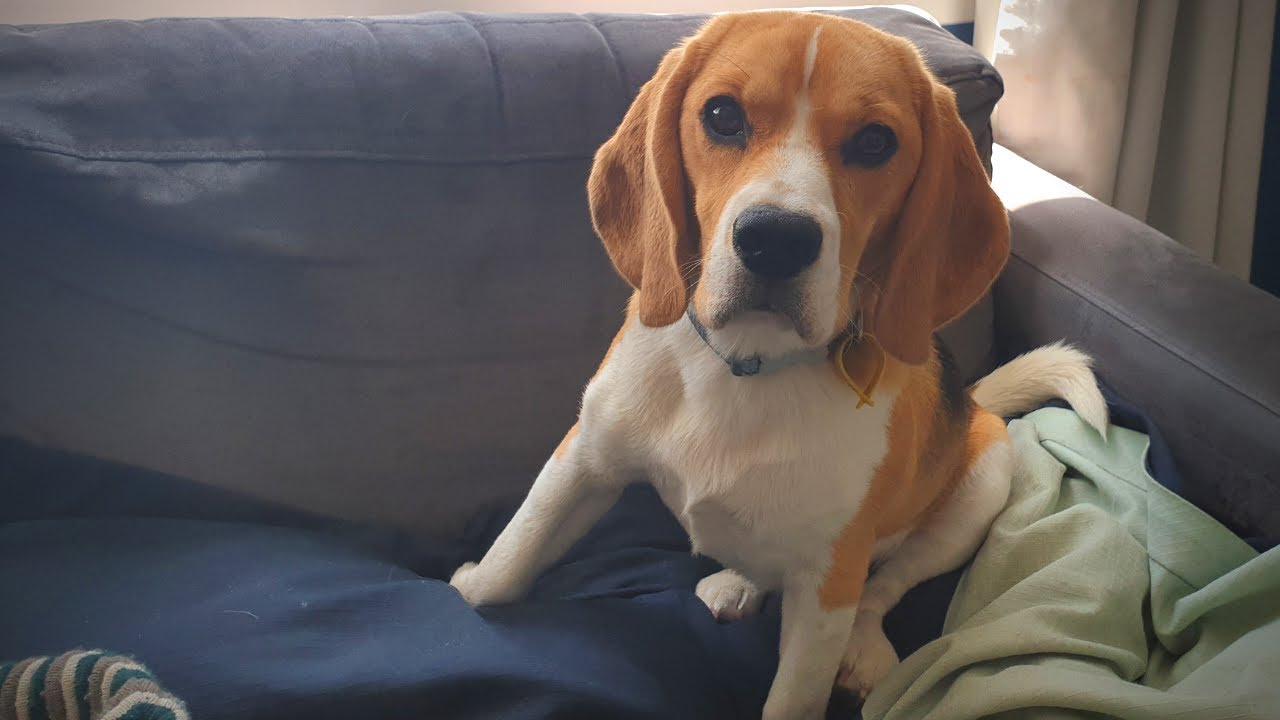 Cute beagle puppy watches "Oliver the Beagle" - YouTube