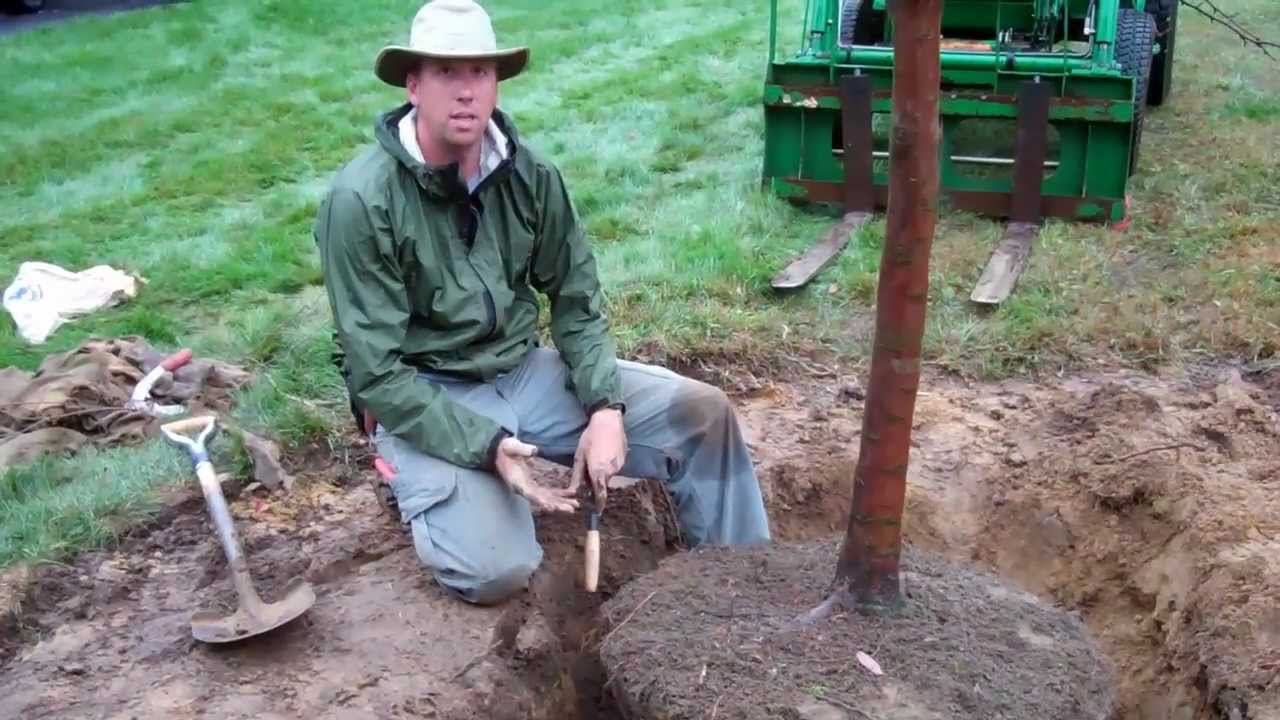 How to Plant a Tree - YouTube