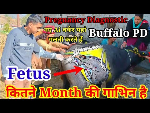 How To Feel Fetus In Pregnant Cattle Buffalo/Pregnancy Diagnostic ...