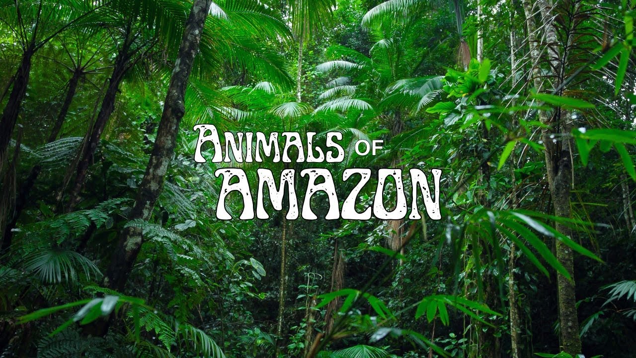 Animals of Amazon 4K - The Beautiful World of the Amazon | Amazon ...