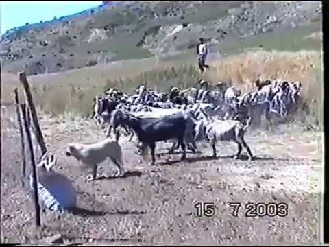 ΧΑΛΙΚΙ ΚΤΗΝΟΤΡΟΦΙΑ - YouTube
