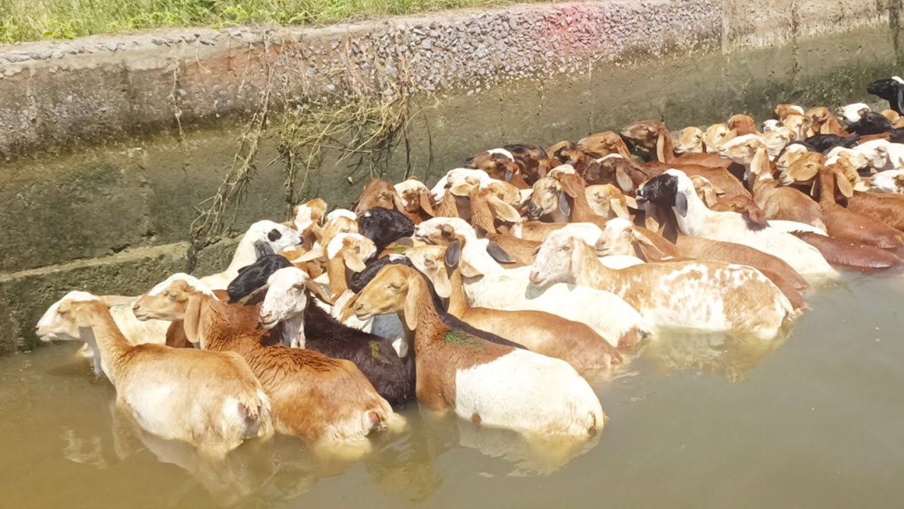 sheep jumping into the river-sheep swimming-sheeps videos-sheeps ...