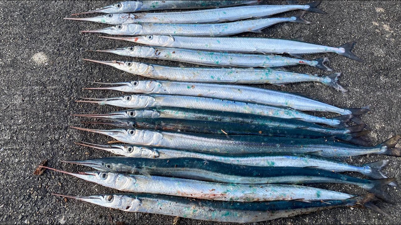 LIGHT FLOAT FISHING IN A HARBOR FOR GARFISH WITH GREAT RESULTS!! - YouTube