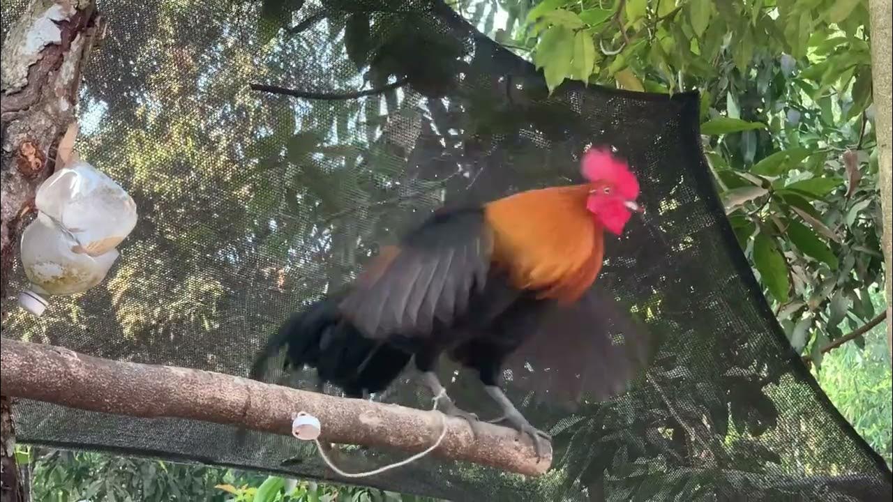 Qaib qua zoo 2023 - YouTube