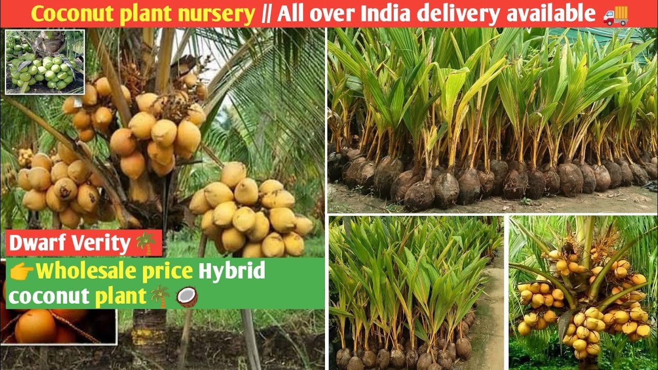 COD coconut plant in wholesale price | dwarf coconut tree nursery# ...