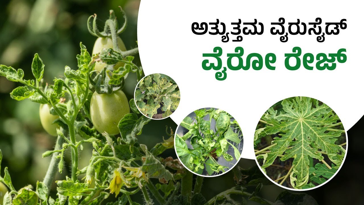ವೈರಾಣು ನಿಯಂತ್ರಣಕ್ಕಾಗಿ "ವೈರೋ ರೇಜ್"! Best virucide - Viro raze - YouTube