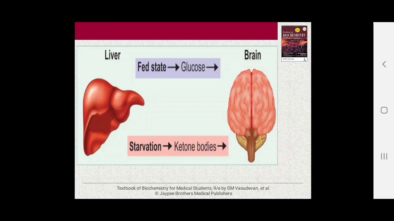 Integration of Metabolism || Feed and Fast Cycle - YouTube