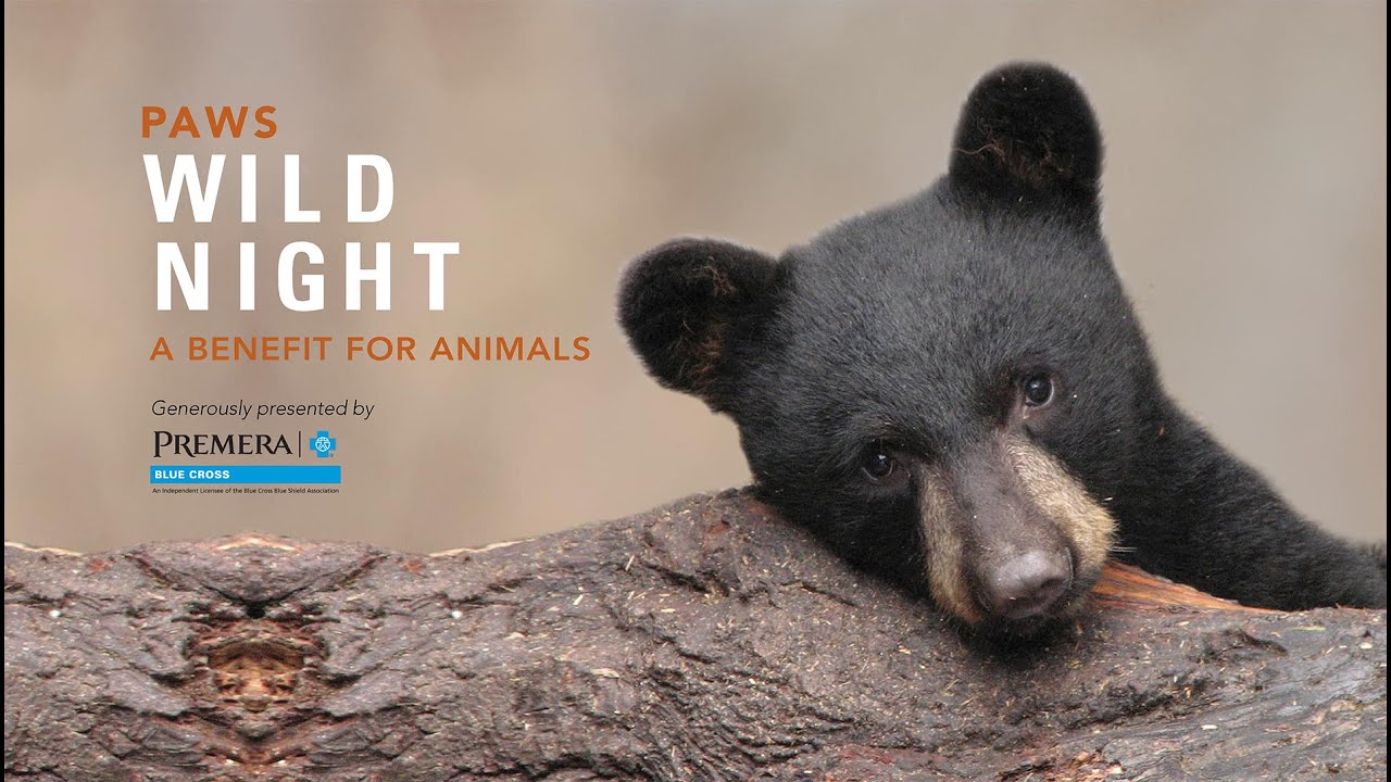 PAWS Wild Night — A Benefit for Animals - YouTube