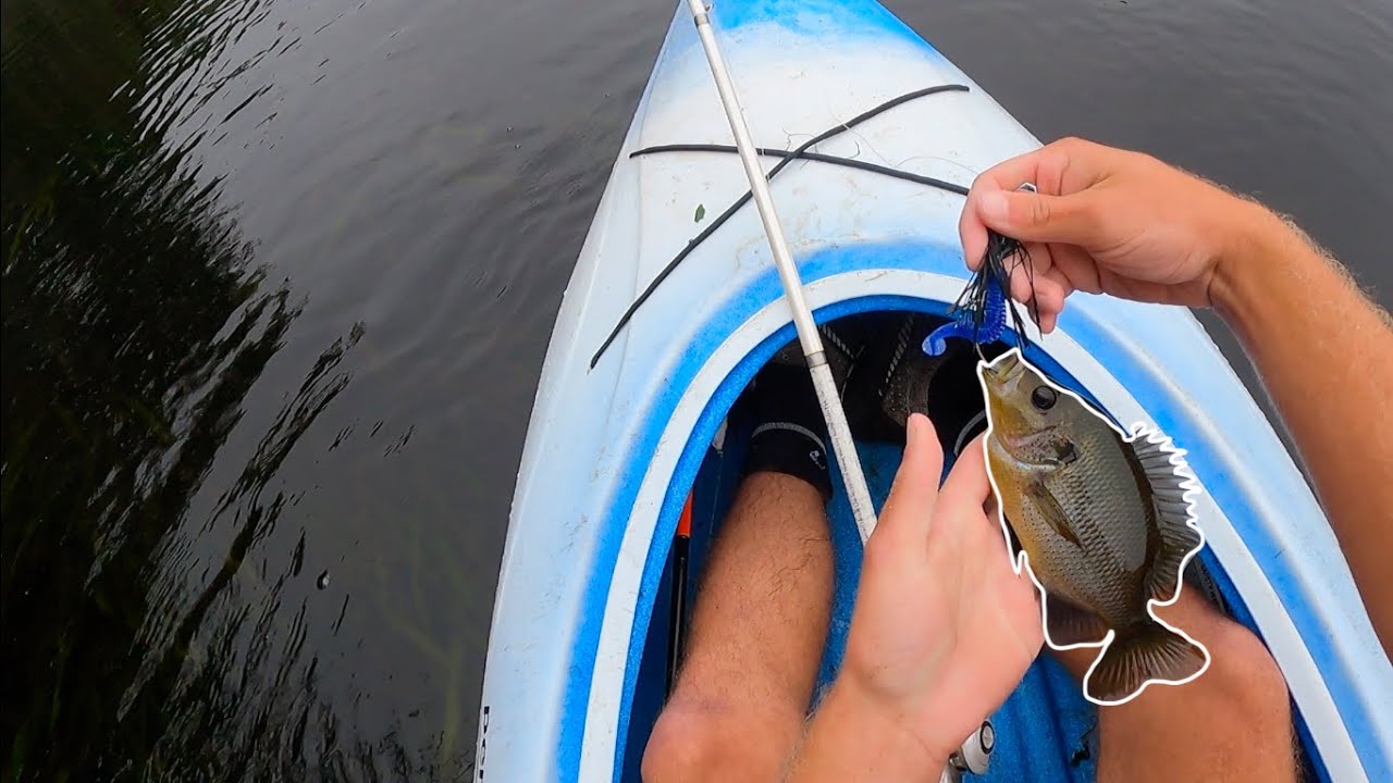 Catching Aggressive Sunfish in Crystal Clear Florida River! - YouTube