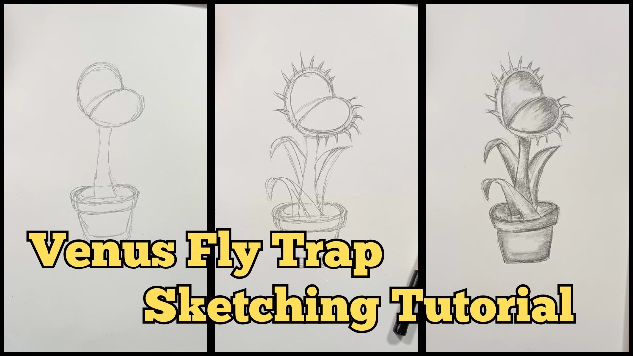 Venus Fly Trap Drawing Tutorial | Simple Plant Sketch Step by Step ...