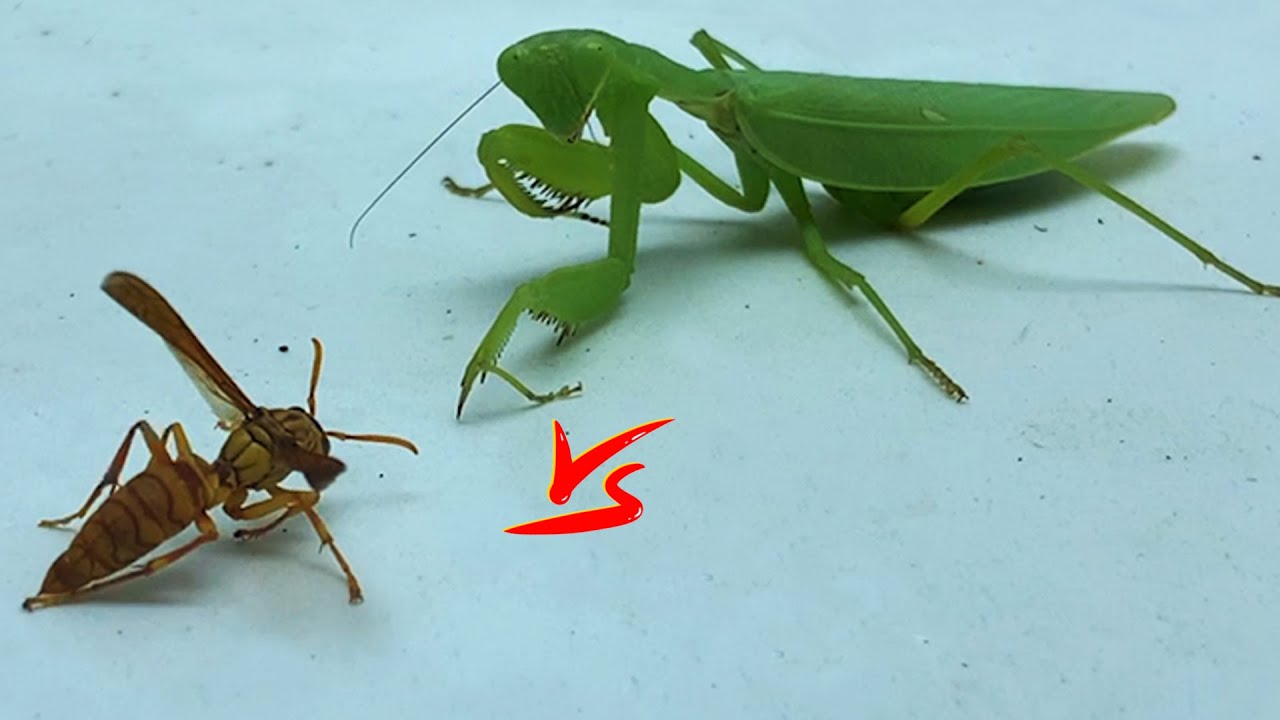 What if Mantis vs Bees WARNING LIVE FEEDING - Insect Club - YouTube