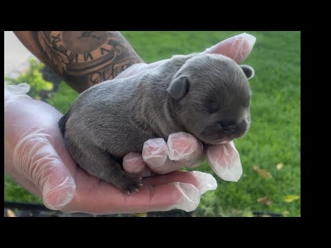 Watch this singleton puppy grow from day 1 to 3 months | Compilation ...